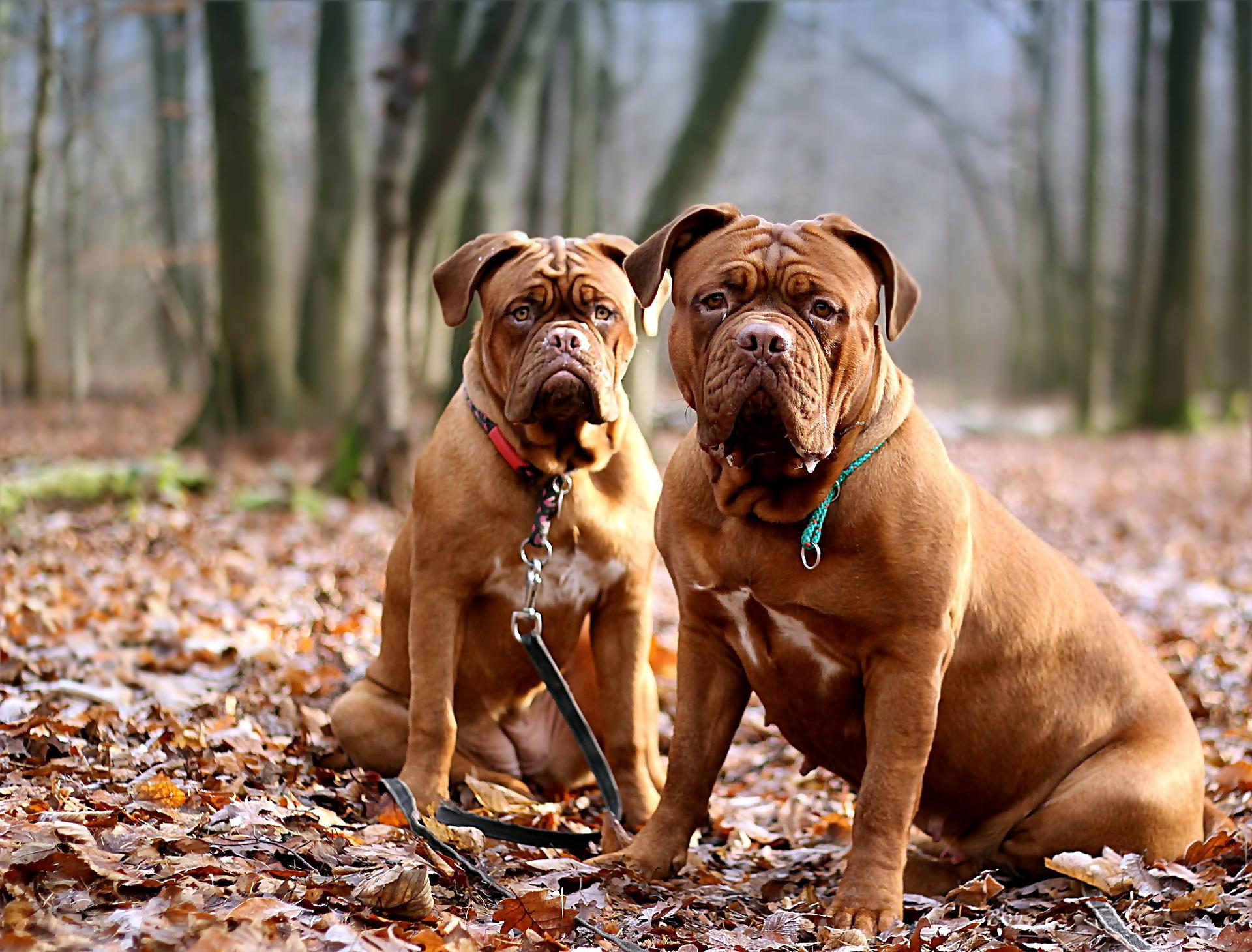 5 French Dog Breeds Great And Small | Blog | PlexiDor